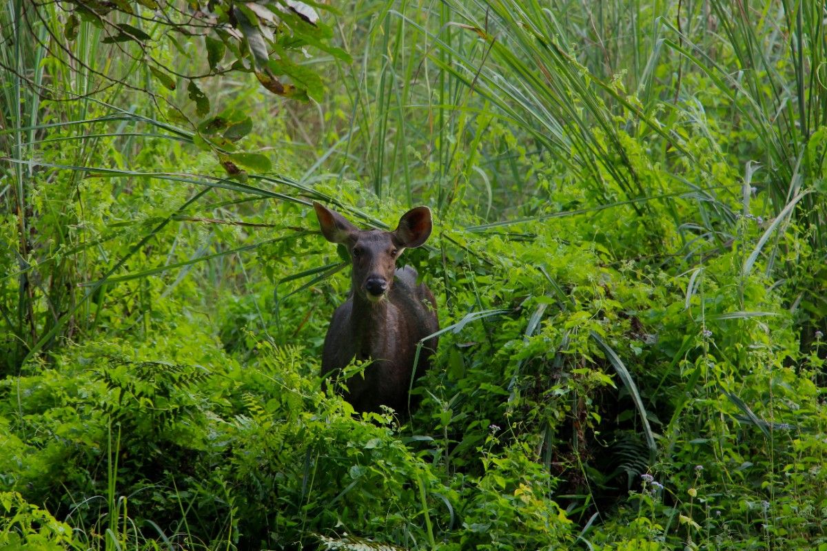 Parc national de Chitwan : Faune sauvage du Népal - Asia Novo Tours
